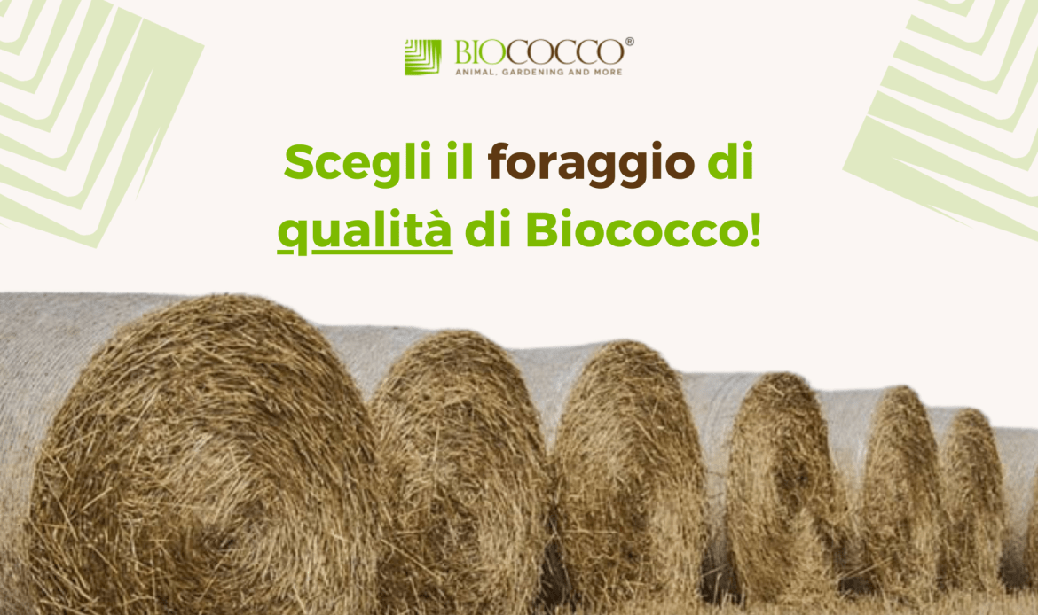 Foraggio Biococco: Migliore Qualità Diversi Formati - Biococco